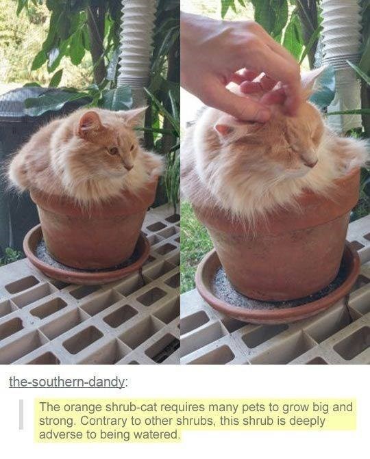 The 101 Best Cat Memes Ever Made - LOL Cats