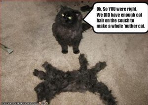 The 101 Best Cat Memes Ever Made - LOL Cats