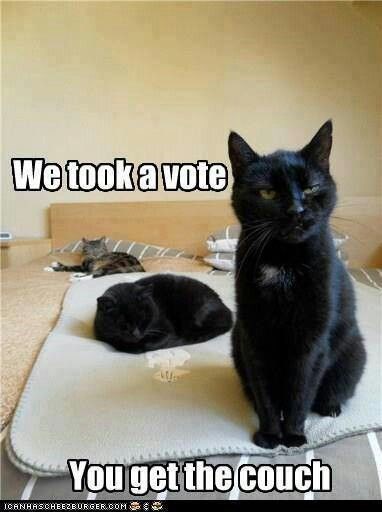 The 101 Best Cat Memes Ever Made - LOL Cats