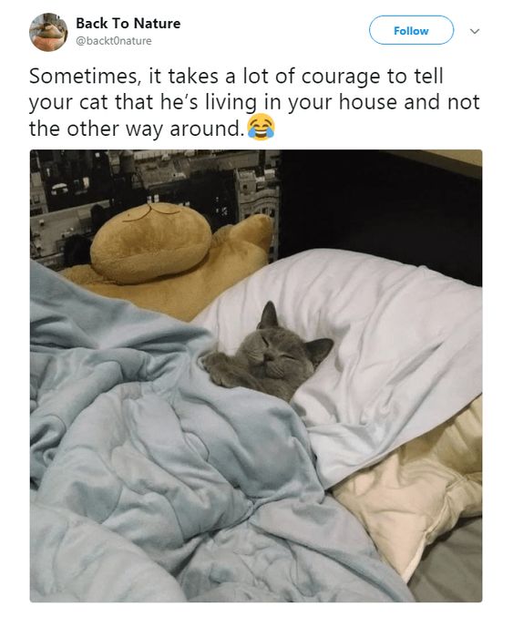 The 101 Best Cat Memes Ever Made - LOL Cats