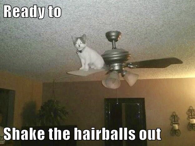 The 101 Best Cat Memes Ever Made - LOL Cats