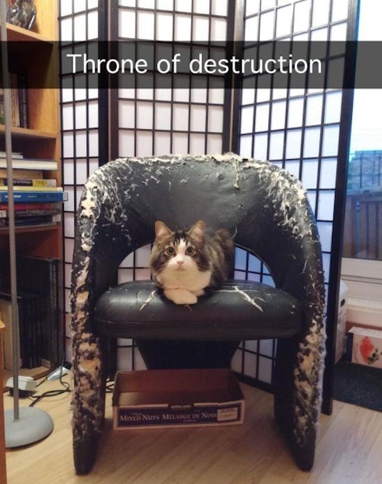 The 101 Best Cat Memes Ever Made - LOL Cats