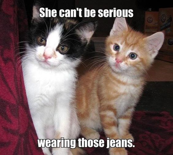 The 101 Best Cat Memes Ever Made - LOL Cats