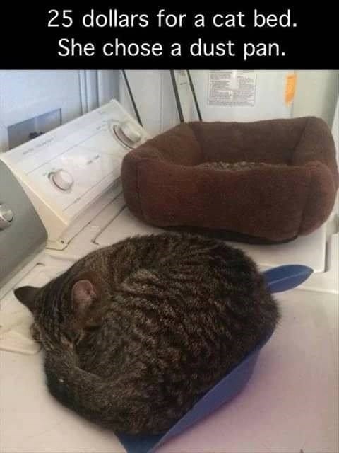 The 101 Best Cat Memes Ever Made - LOL Cats