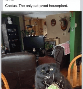 The 101 Best Cat Memes Ever Made - LOL Cats