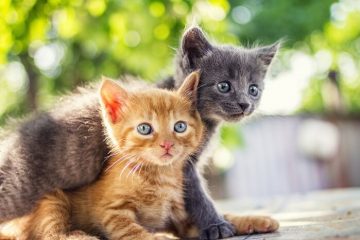 The 245 Best Brother And Sister Cat Names - LOL Cats