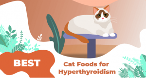 6 Best Cat Foods For Hyperthyroidism In 2025 - LOL Cats