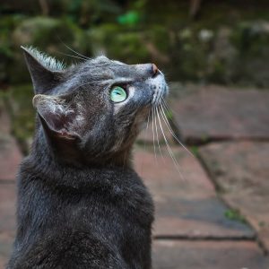 175+ Most Popular Latin Cat Names - LOL Cats