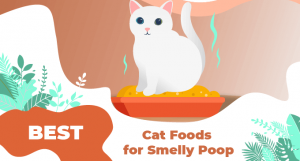 8 Best Cat Foods For Smelly Poop - LOL Cats