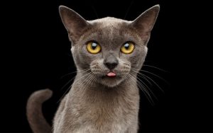 14 Stunning Grey Cat Breeds You'll Fall In Love with (With Pictures ...