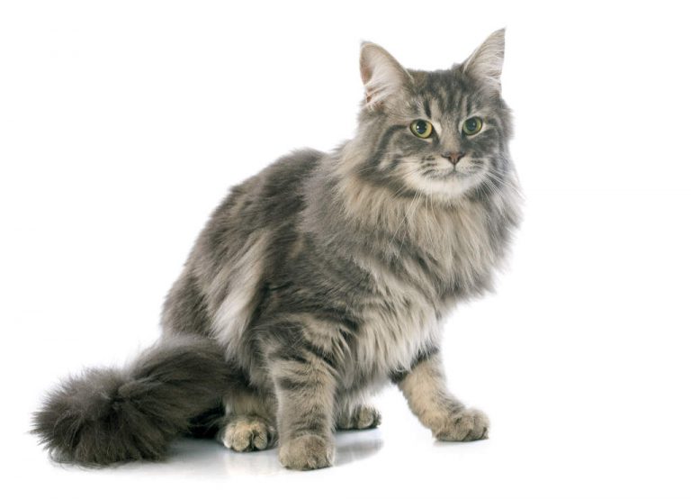 14 Stunning Grey Cat Breeds You'll Fall In Love with (With Pictures ...