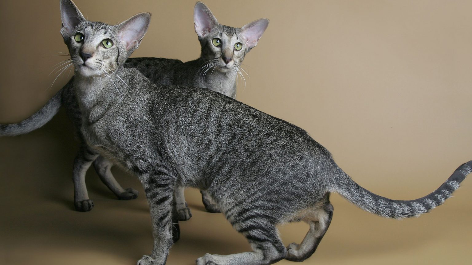 14 Stunning Grey Cat Breeds You'll Fall In Love with (With Pictures ...