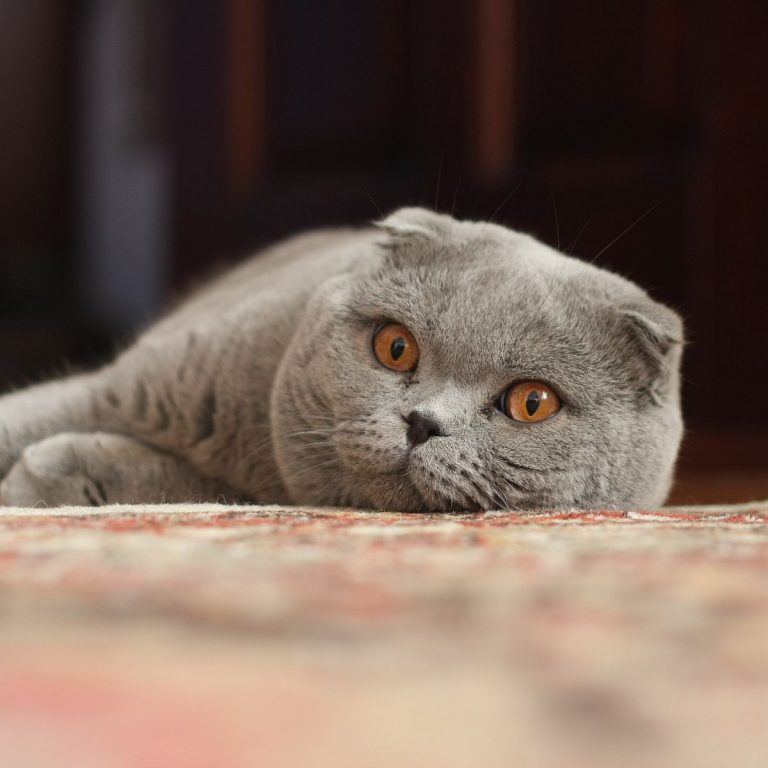 14 Stunning Grey Cat Breeds You'll Fall In Love with (With Pictures ...