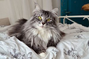 14 Stunning Grey Cat Breeds You'll Fall In Love with (With Pictures ...