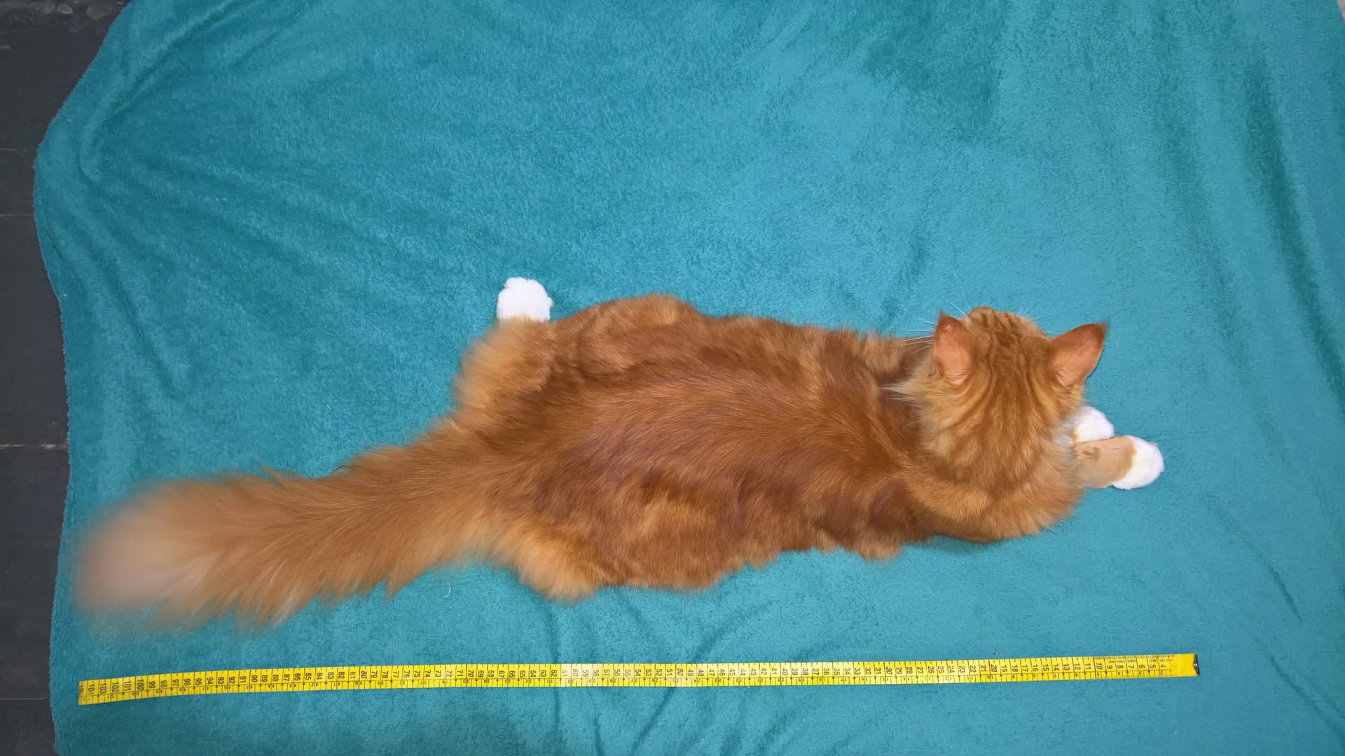 Maine Coon vs. Normal Cat - The 4 Major Differences - LOL Cats