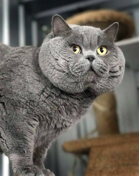 14 Stunning Grey Cat Breeds You'll Fall In Love with (With Pictures ...