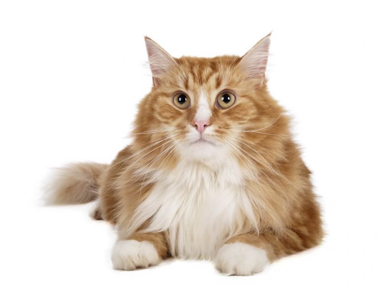 Siberian Cat Colors And Patterns: Pointed, Bicolored, Smoke - LOL Cats