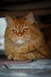 5 Cat Breeds With Beautiful Round Faces - LOL Cats
