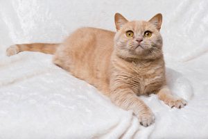 7 Fluffy Cat Breeds With Short Ears (With Pictures) - LOL Cats