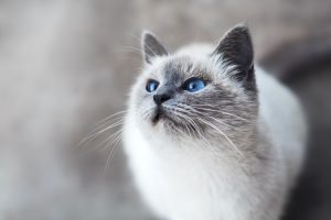 5 Cat Breeds With Beautiful Round Faces - LOL Cats