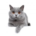 5 Cat Breeds With Beautiful Round Faces - LOL Cats