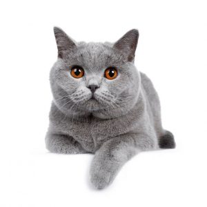 5 Cat Breeds With Beautiful Round Faces - LOL Cats