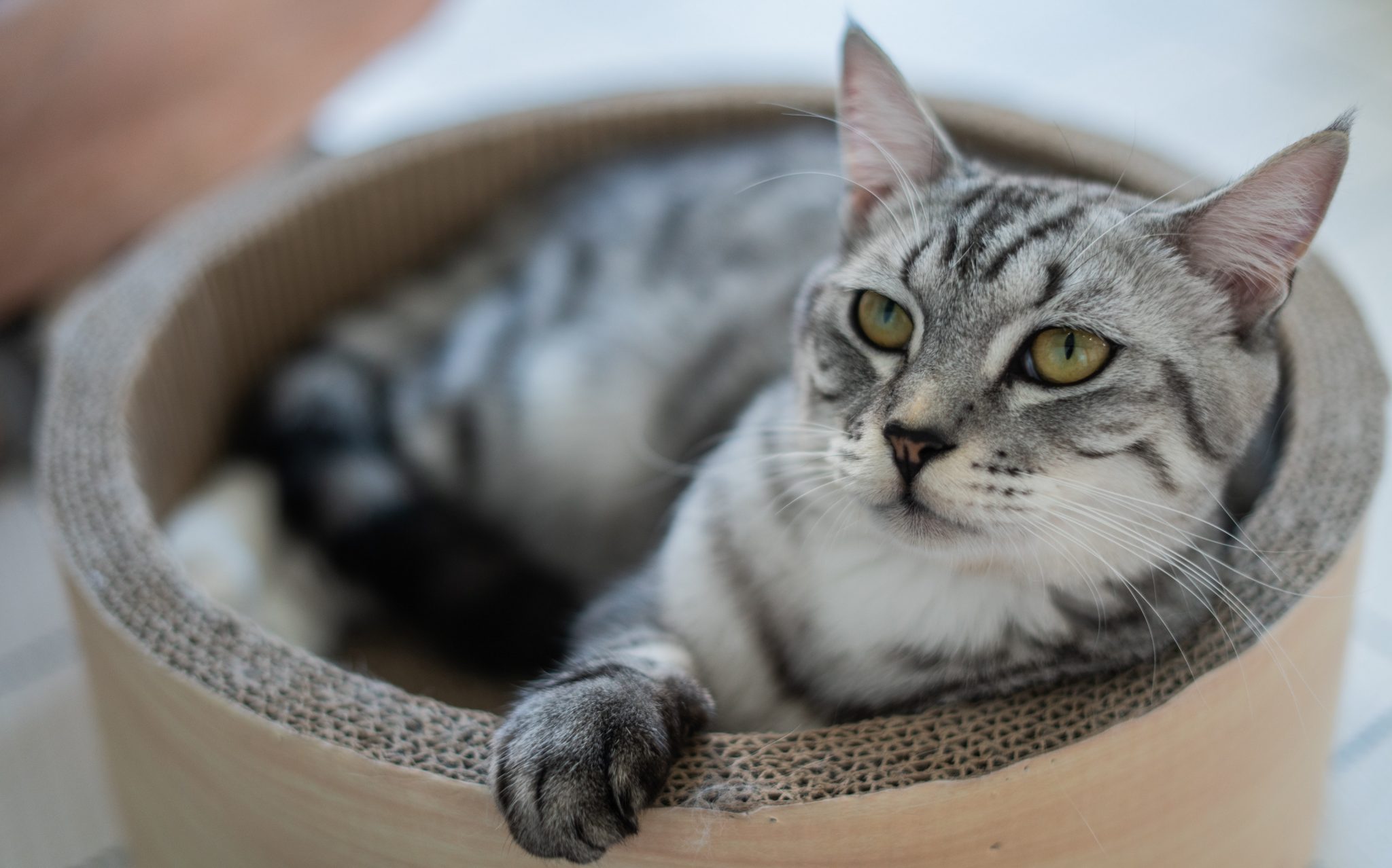 10 Fascinating Facts About Silver Tabby Cats - LOL Cats
