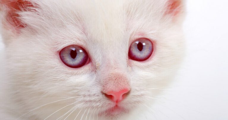 10 Beautiful Cat Eye Color Types (With Pictures) - LOL Cats