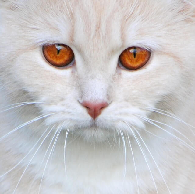 10 Beautiful Cat Eye Color Types (With Pictures) - LOL Cats