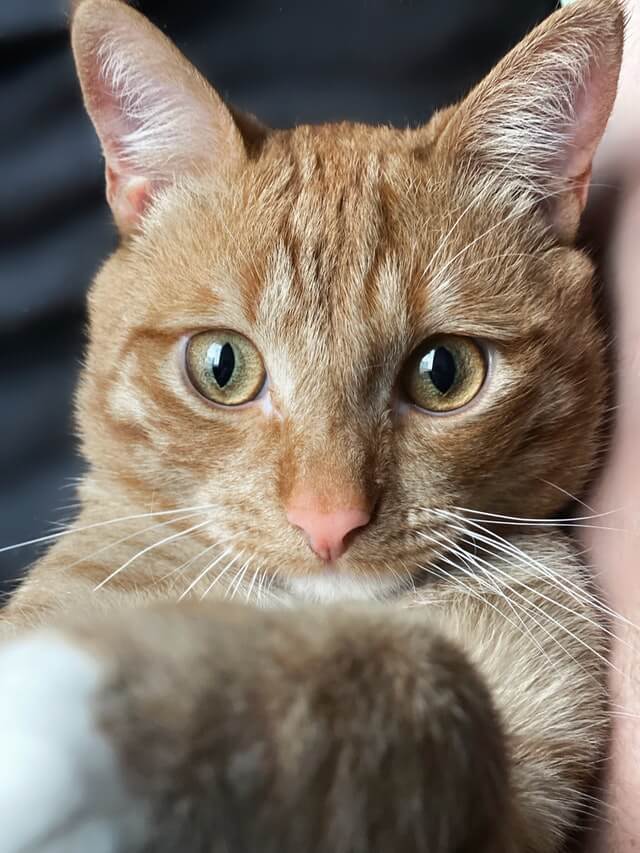 10 Beautiful Cat Eye Color Types (With Pictures) - LOL Cats