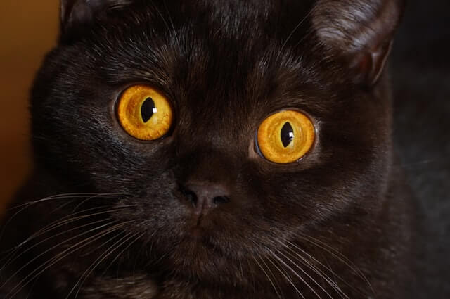10 Beautiful Cat Eye Color Types (With Pictures) - LOL Cats
