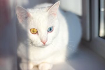 10 Beautiful Cat Eye Color Types (With Pictures) - LOL Cats